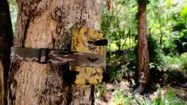 Titley Ranger Bioacoustic Recorder