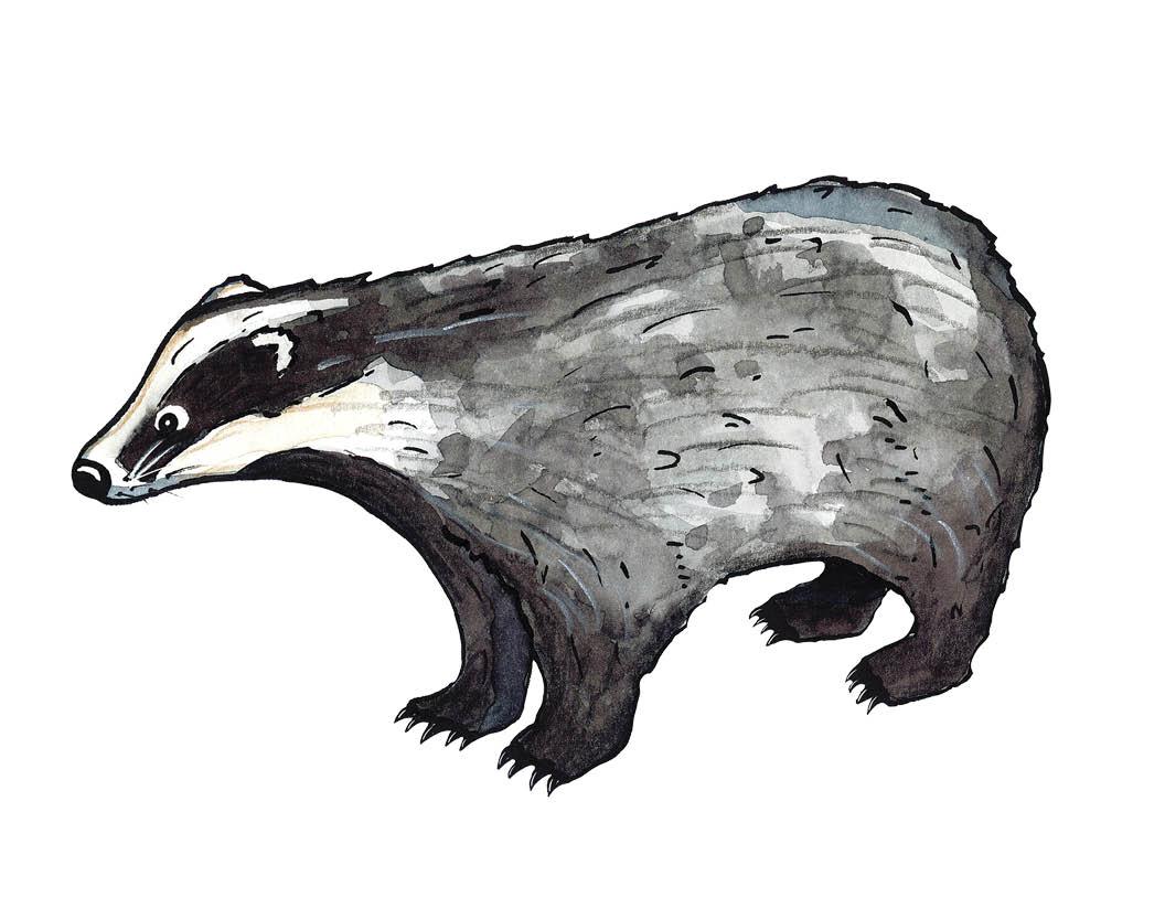 Species of the Month: European Badger | Wildcare