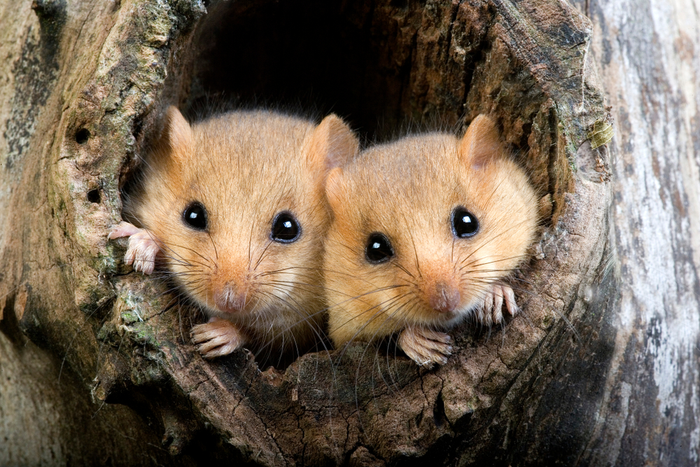 Species of the Month: Hazel Dormouse | Latest News