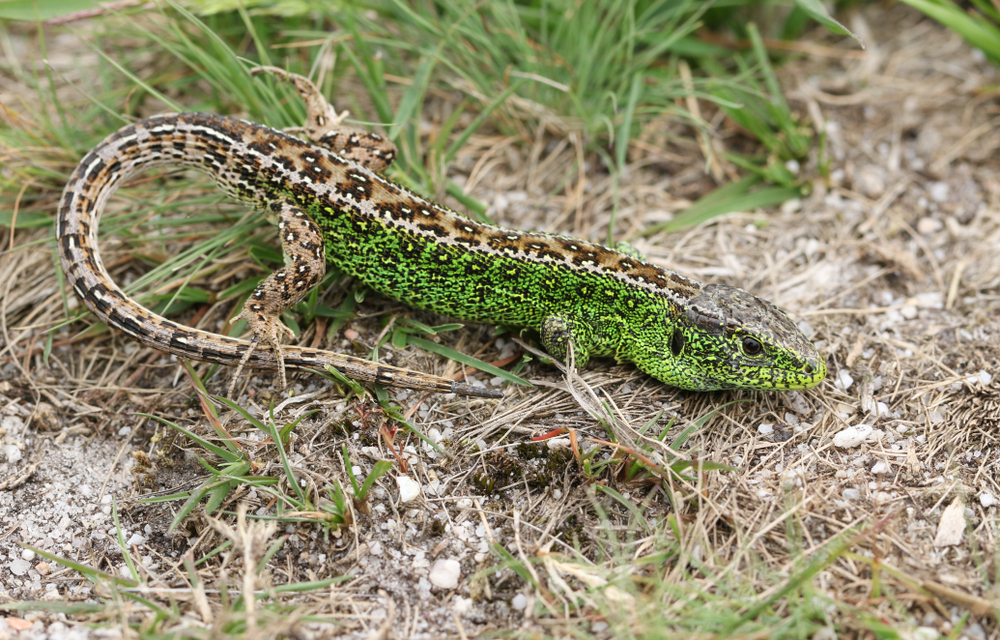 A Quick Guide to the UK's Reptiles | Latest News