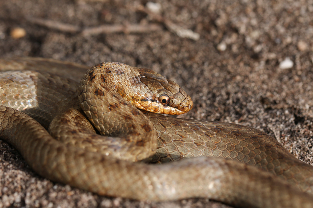 A Quick Guide to the UK's Reptiles | Latest News