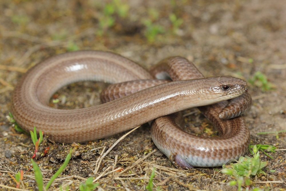 A Quick Guide to the UK's Reptiles | Latest News